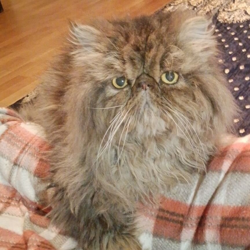 Персидский кот, вязка