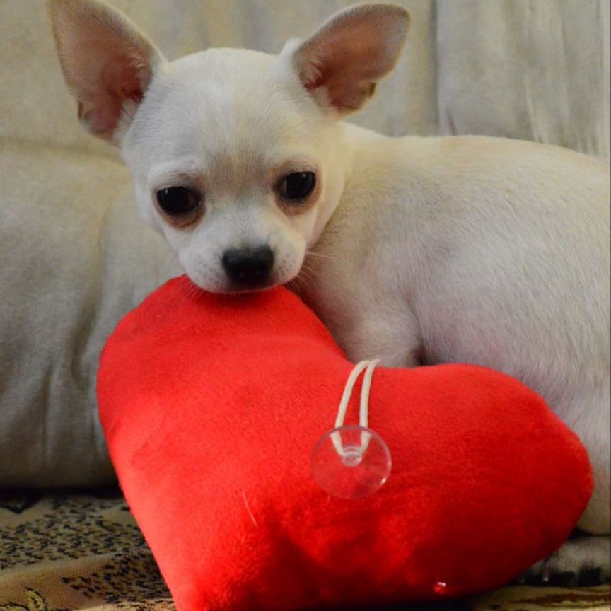 Чихуахуа, щенок