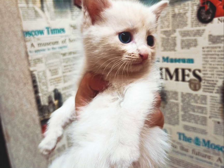 Котята в добрые руки бесплатно