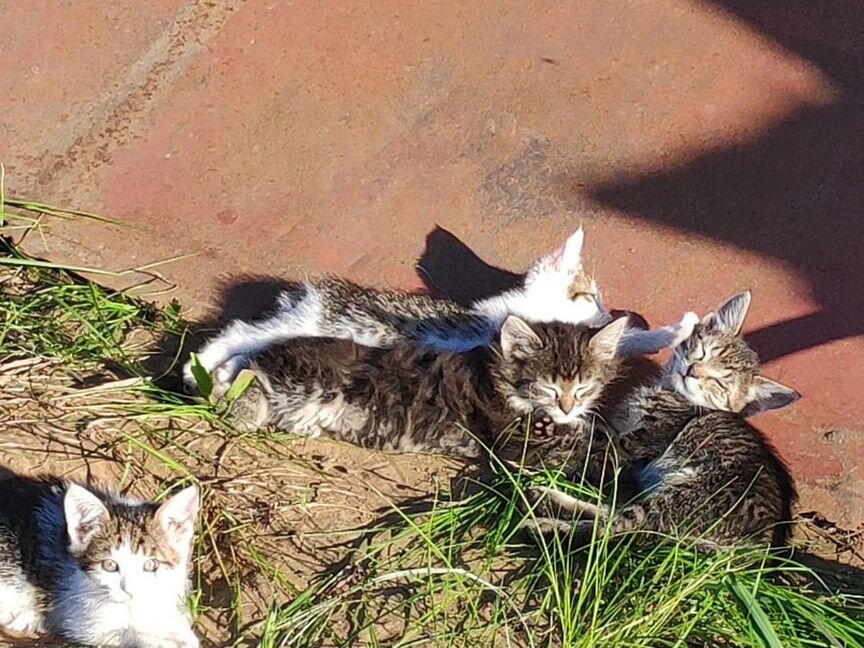 Котята отдам в добрые руки бесплатно
