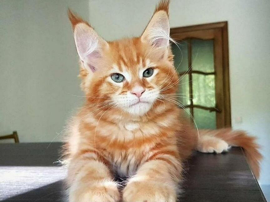 Мейн-кун Кошечка