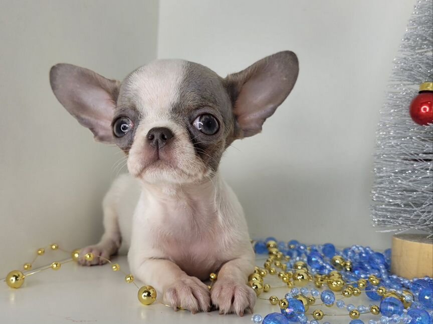Чихуахуа супер мини девочка