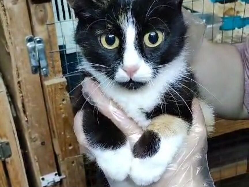 Трехцветная кошка несчастна