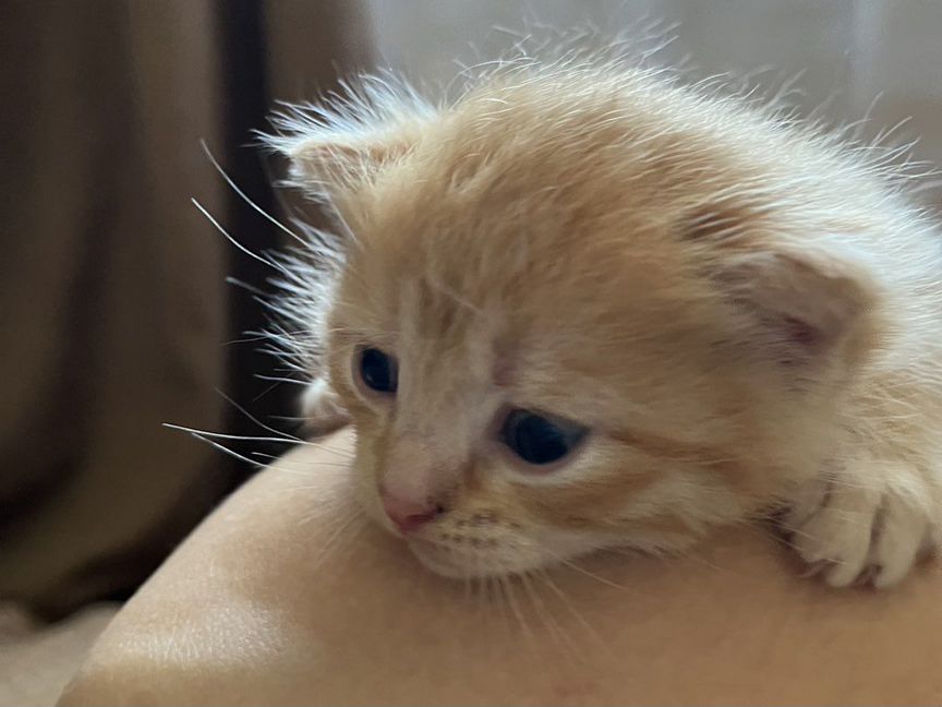 Тайские котята