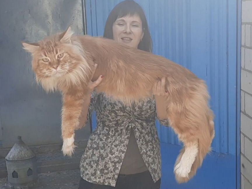 Мейн-кун к новому году