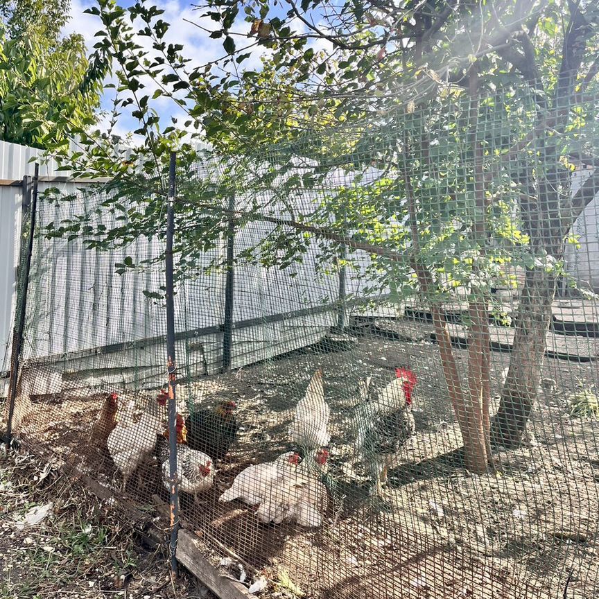 Куры несушки продам