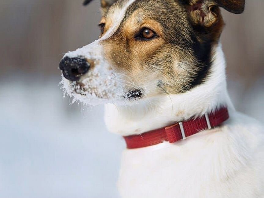 Собака дворняга