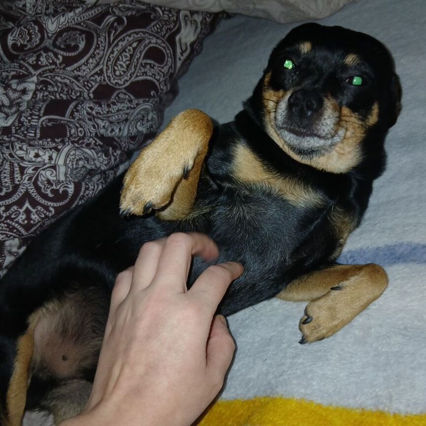 Русский той-терьер, взрослая собака