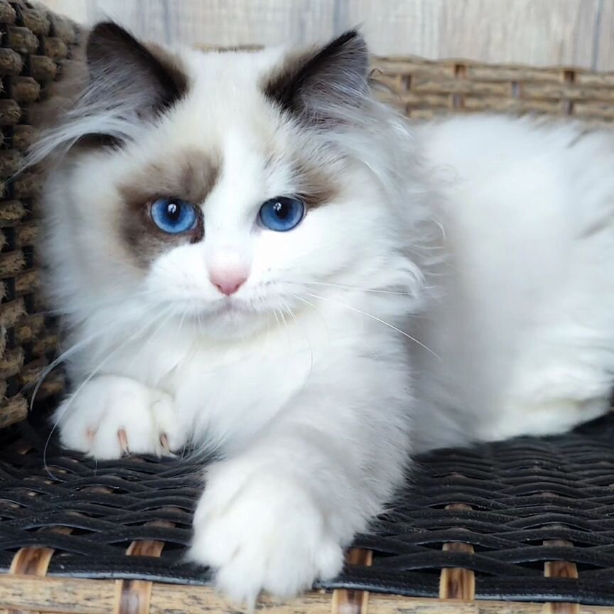 Ezhevika, ласкуша рэгдолл с родословной