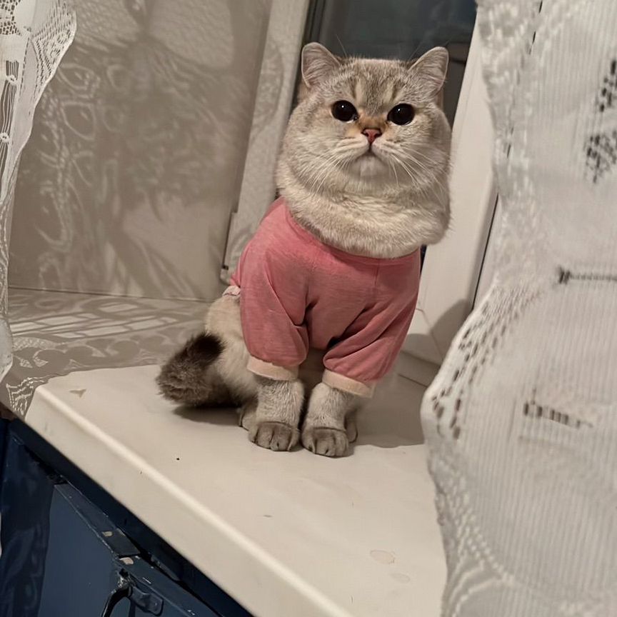Британский кот на вязку