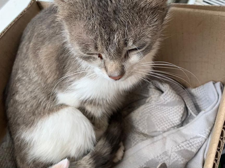 Котята в добрые руки бесплатно деаочка