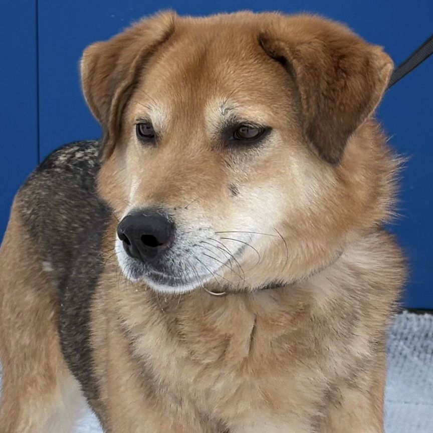 Взрослый пёс в добрые руки