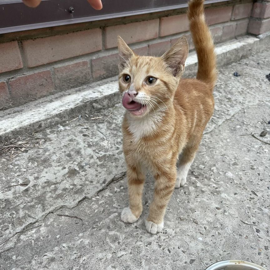 Очаровательный рыжий котик ищет дом