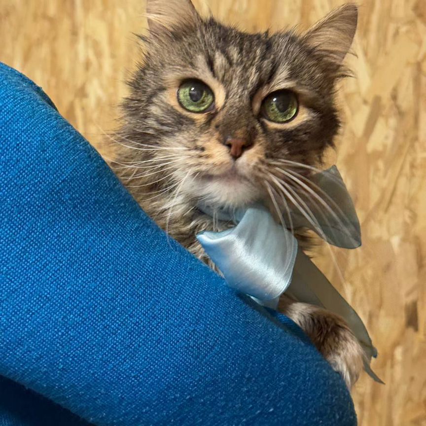 Кошка Прося не так проста как кажется. В дар