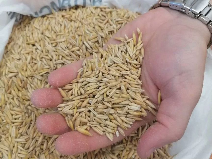 Фуражный горох, Семечко корма