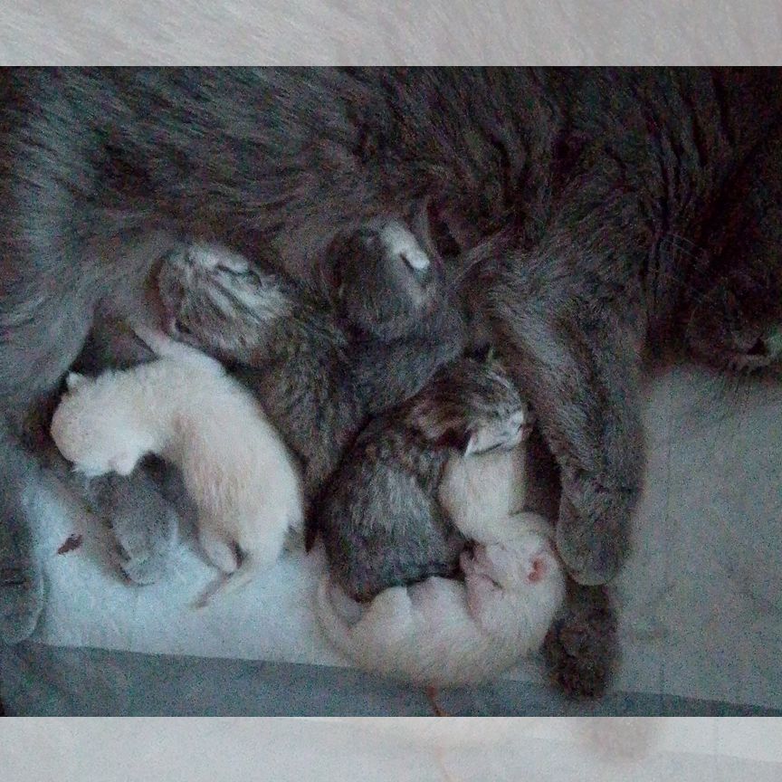 Британский короткошёрстный котёнок