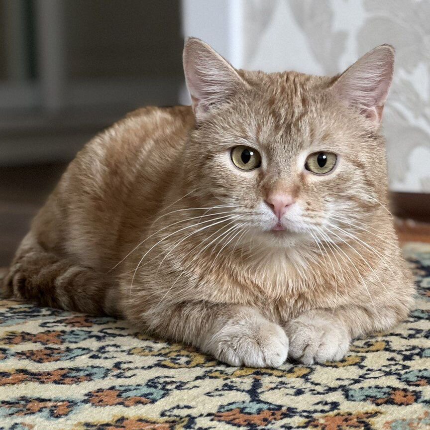 Рыжий кот ищет дом