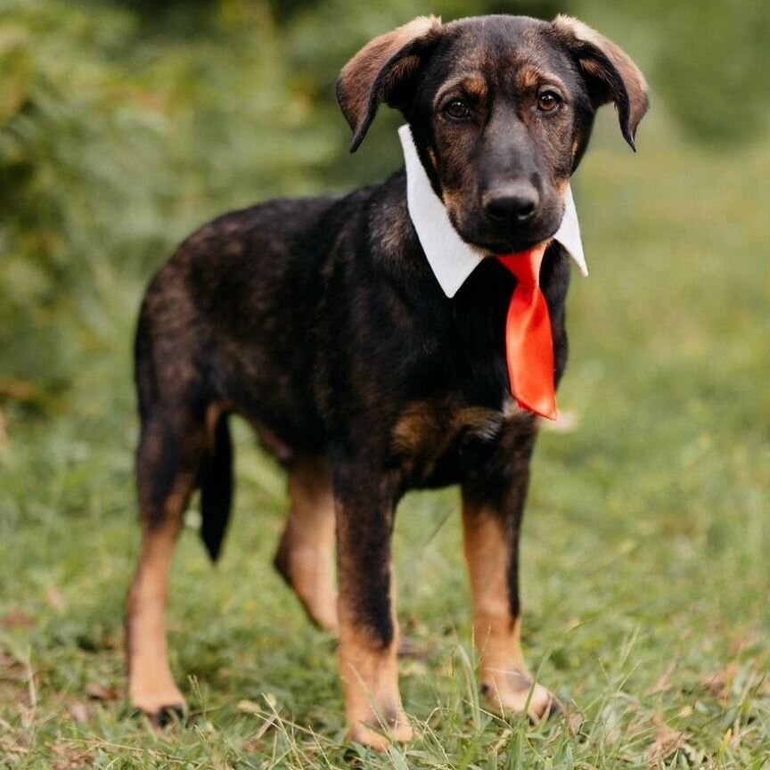 Щенок в добрые руки