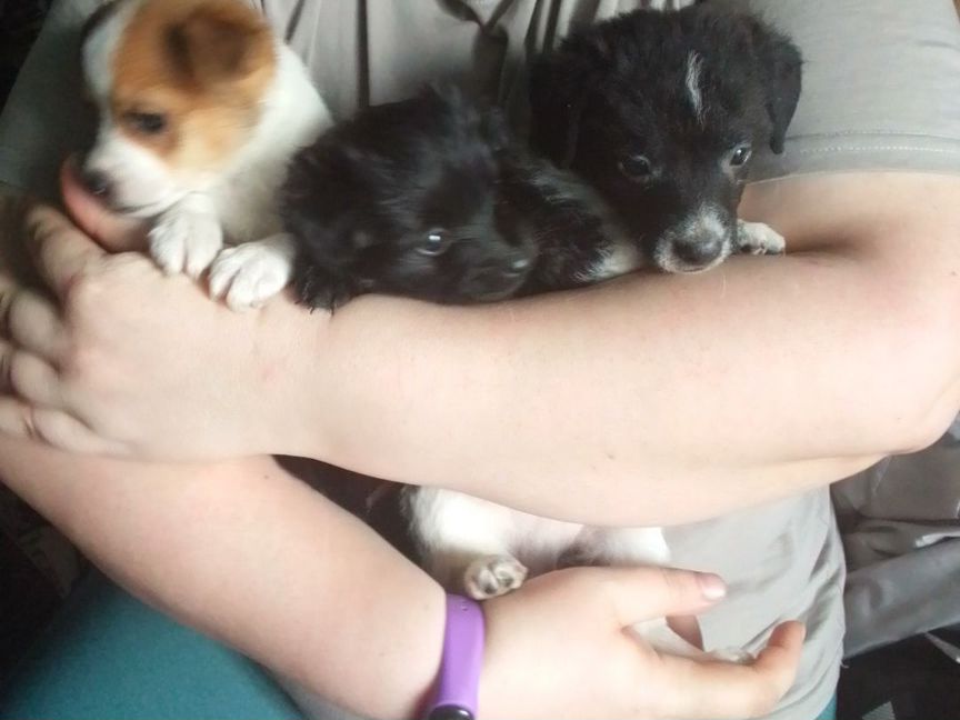 Котята в добрые руки бесплатно