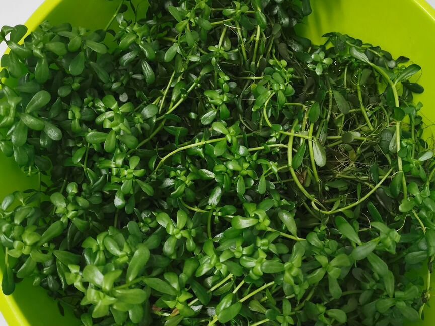 Аквариумные растения