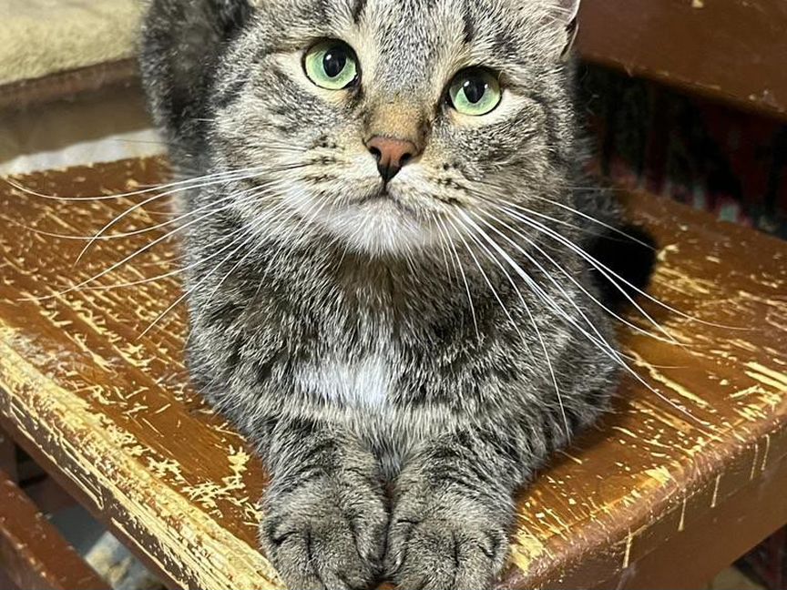 Крупный кот с кисточками на ушах