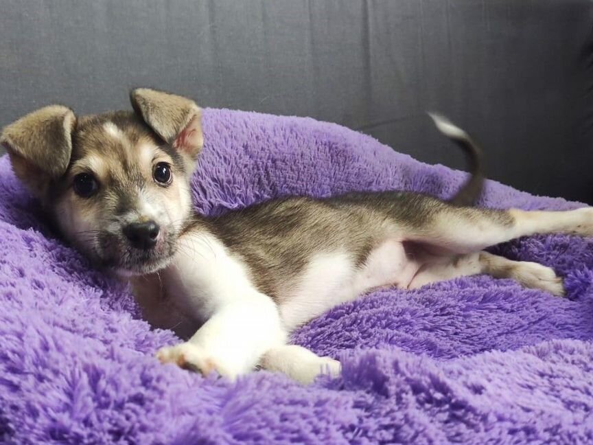 Щенок ищет семью