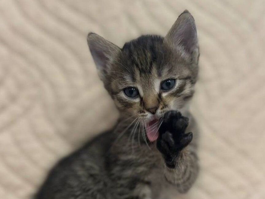 Котята