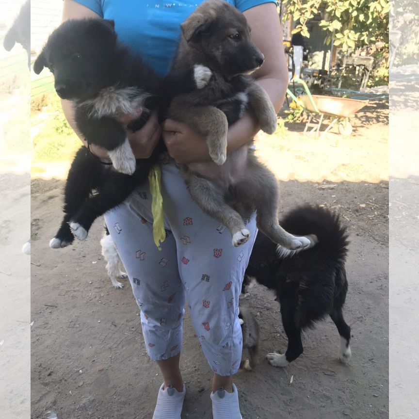 Щенки лайки