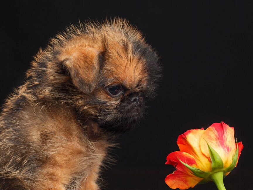 Брюссельский гриффон