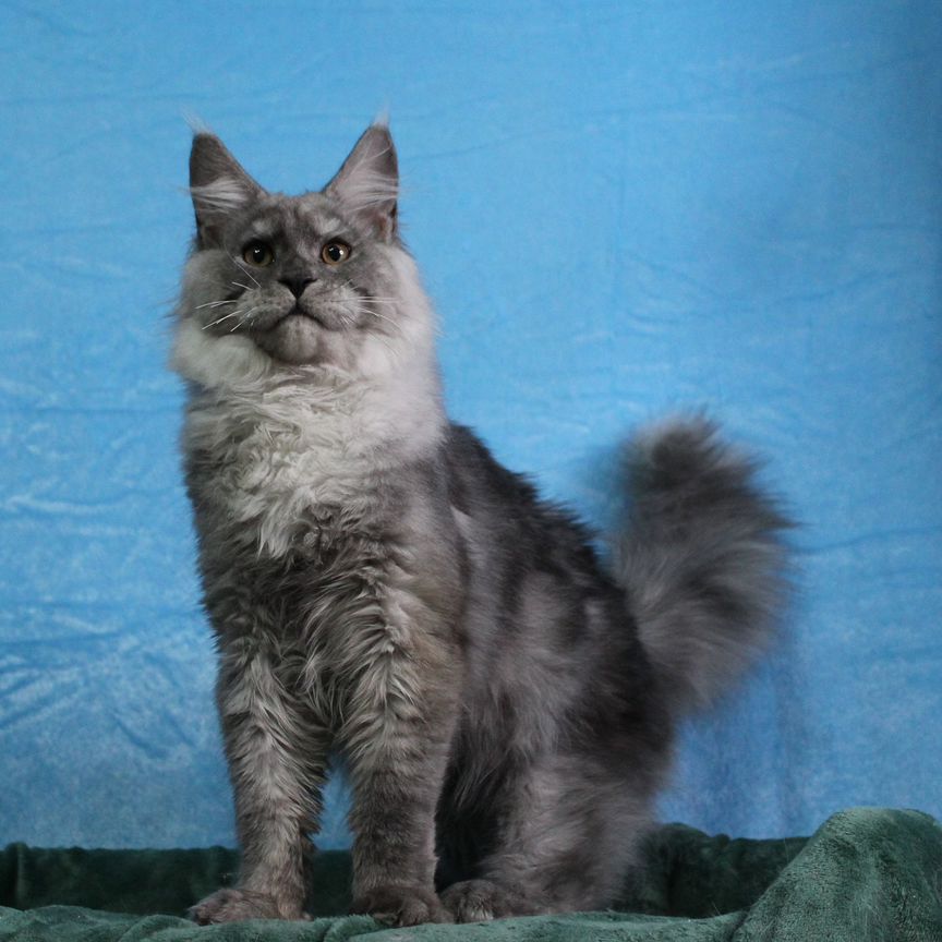 Котёнок Мейнкун голубой дымный