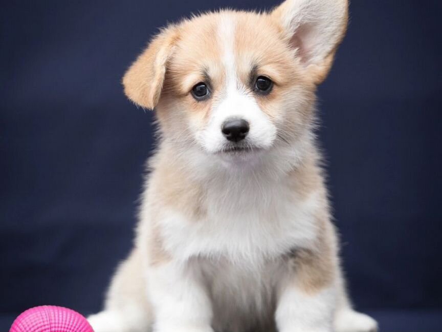 Вельш-корги щенки