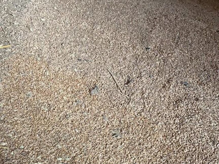 Кормовой овёс, Просо на корм