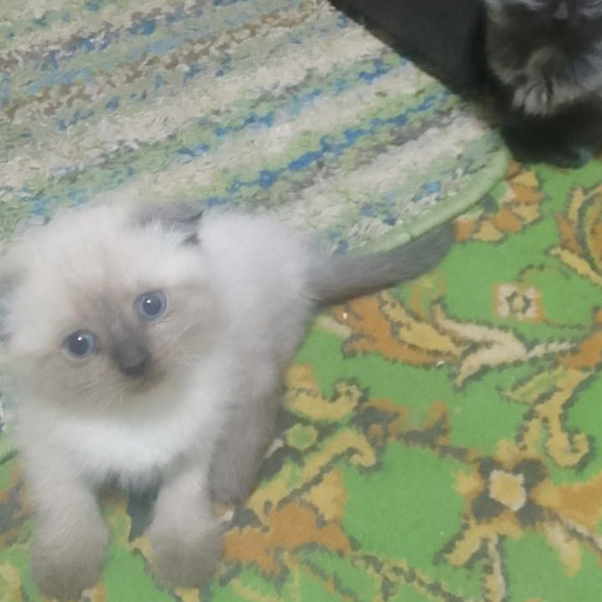 Котята