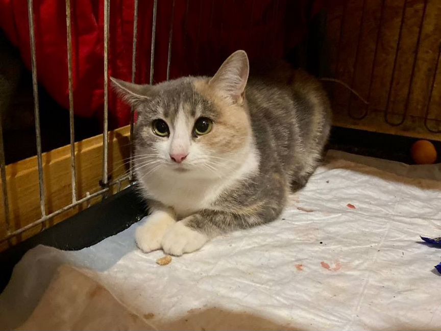 Кошечка в добрые руки