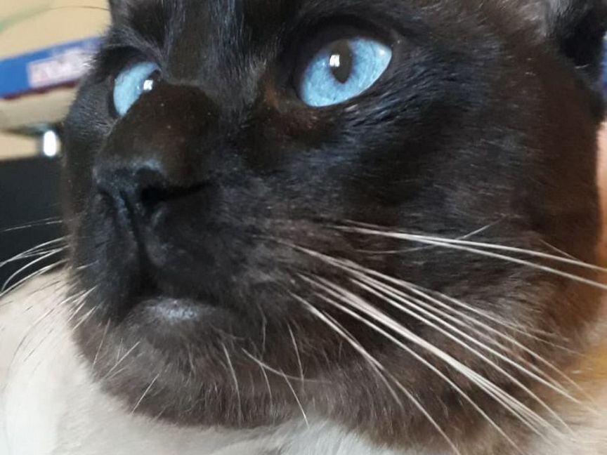 Тайский кот