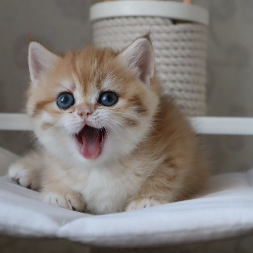 Британская золотая шиншилла, 2м, девочка