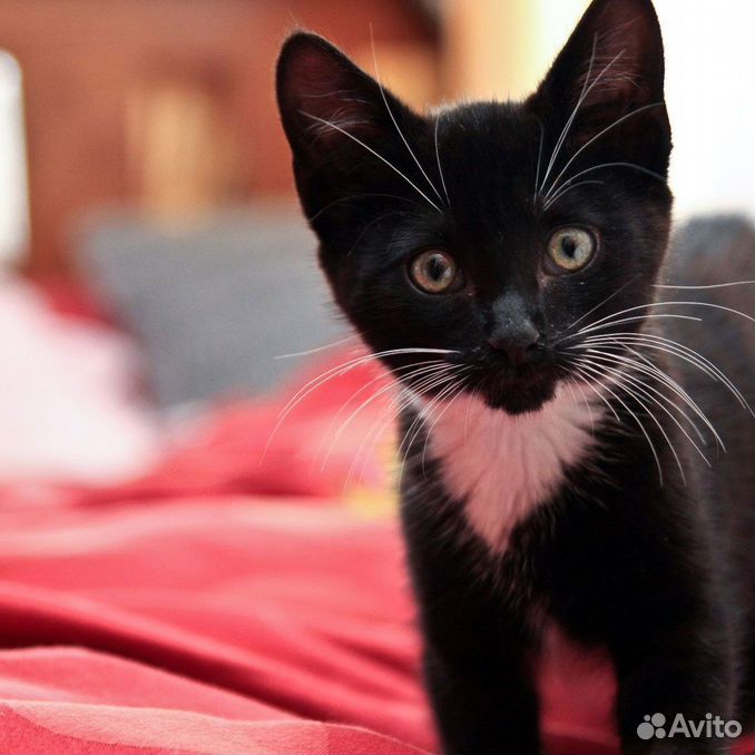 Маленькое чудо ищет дом