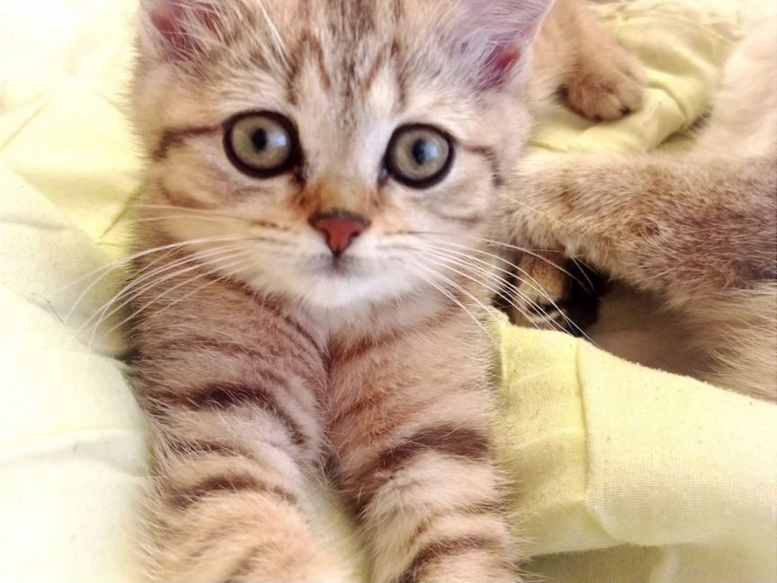 Британский котенок