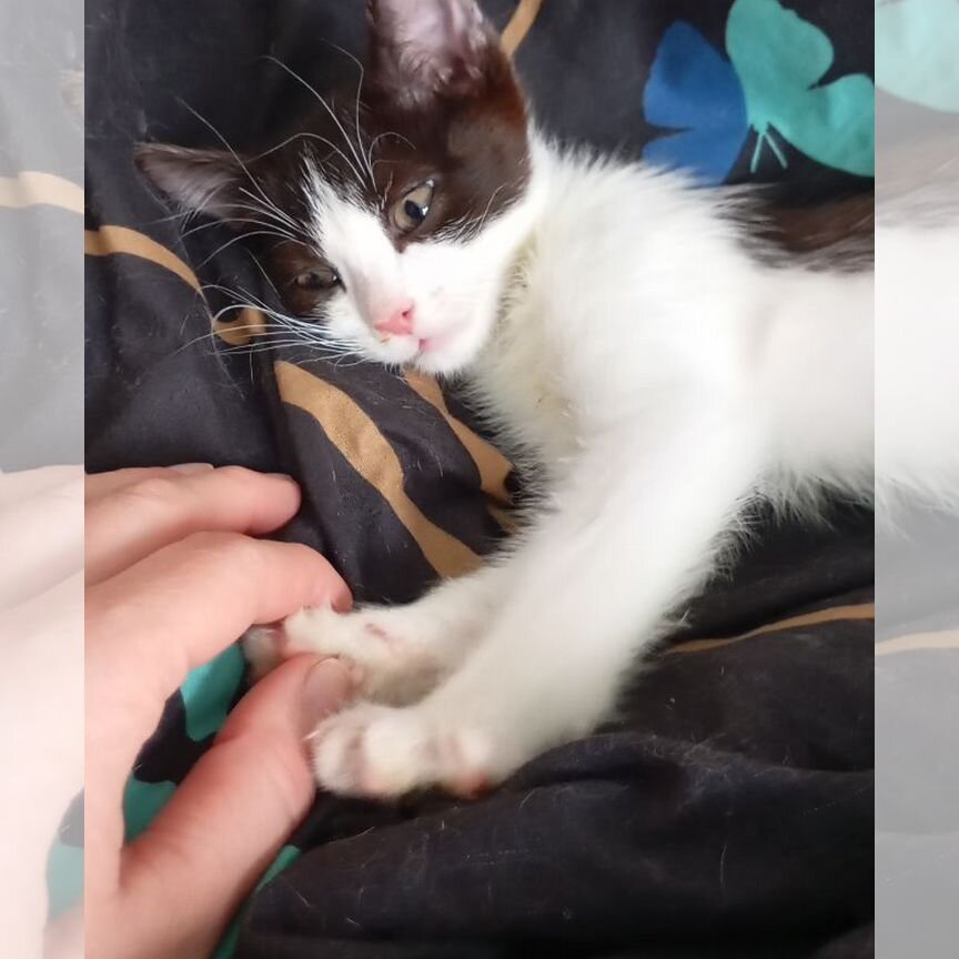 Котёнок