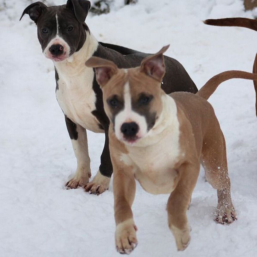 Американский стаффордширский терьер, щенок