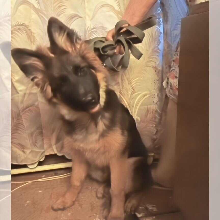 Немецкая овчарка, щенок