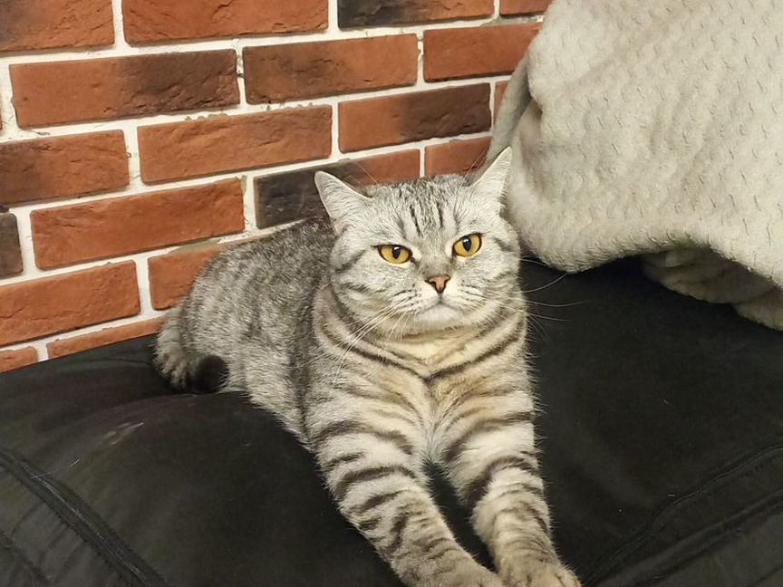 Продам кошку британка