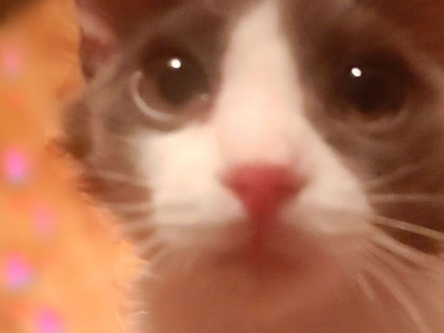 Котята бесплатно