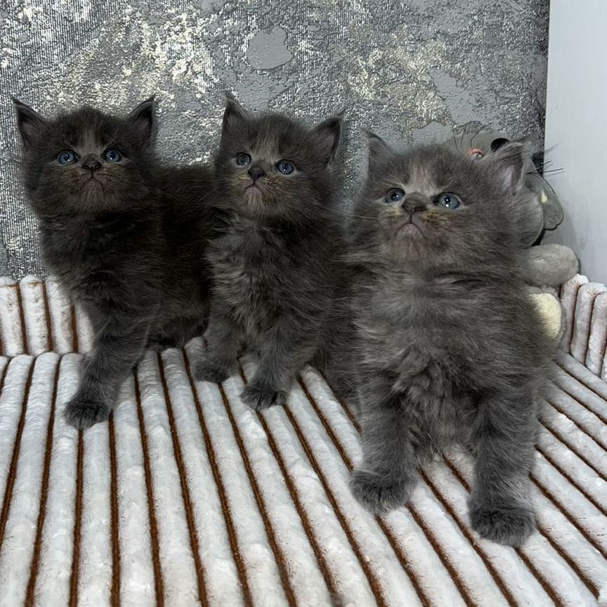 Котята мейн-кун