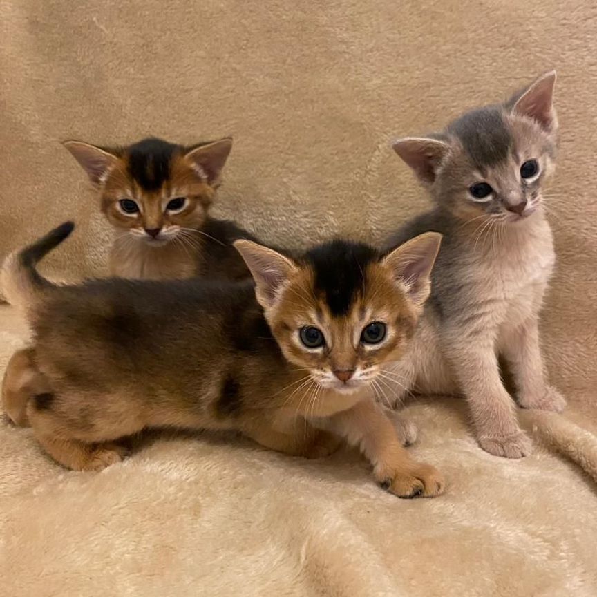 Абиссинский котёнок