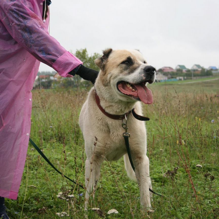 Алабай в добрые руки