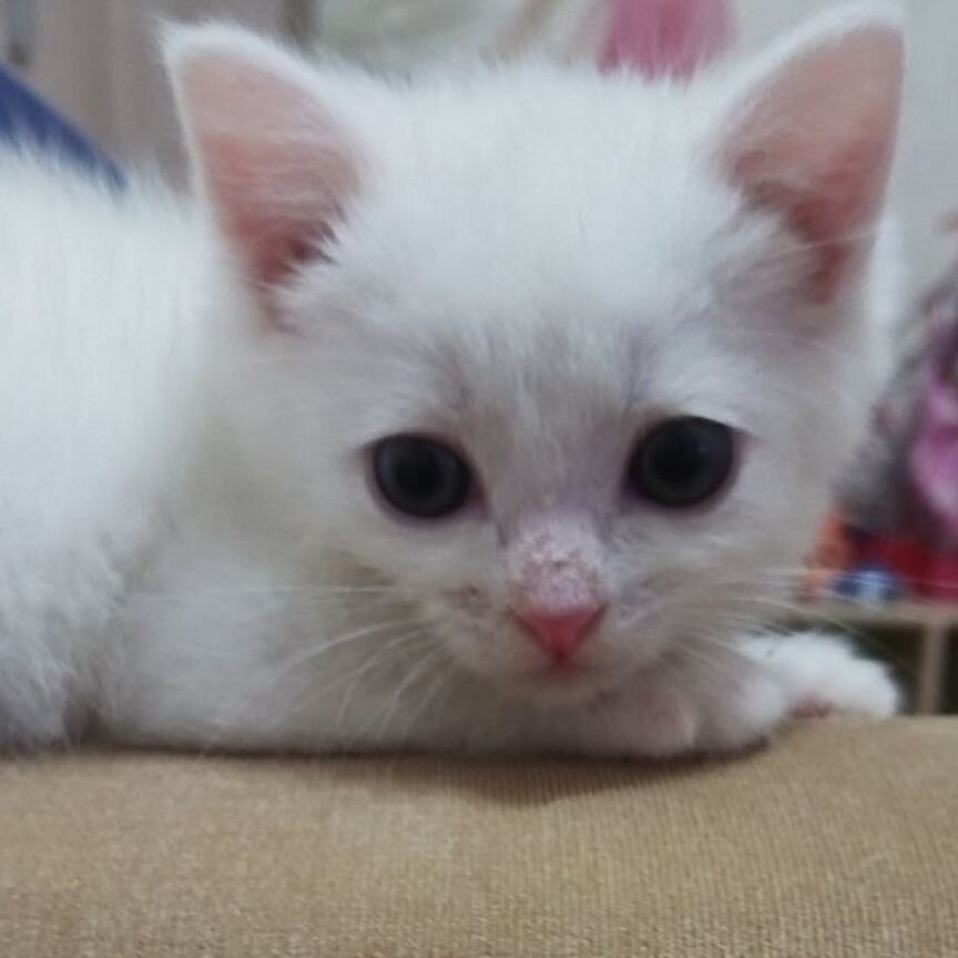 Котёнок Ангорский девочка 1,5 месяца