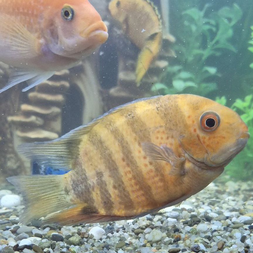 Северум красноточечный