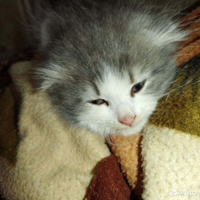 Помесные вислоухие котята 2девочки, 2мальчика