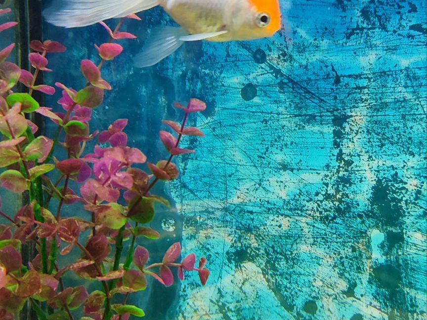 Аквариумная рыбка Оранда